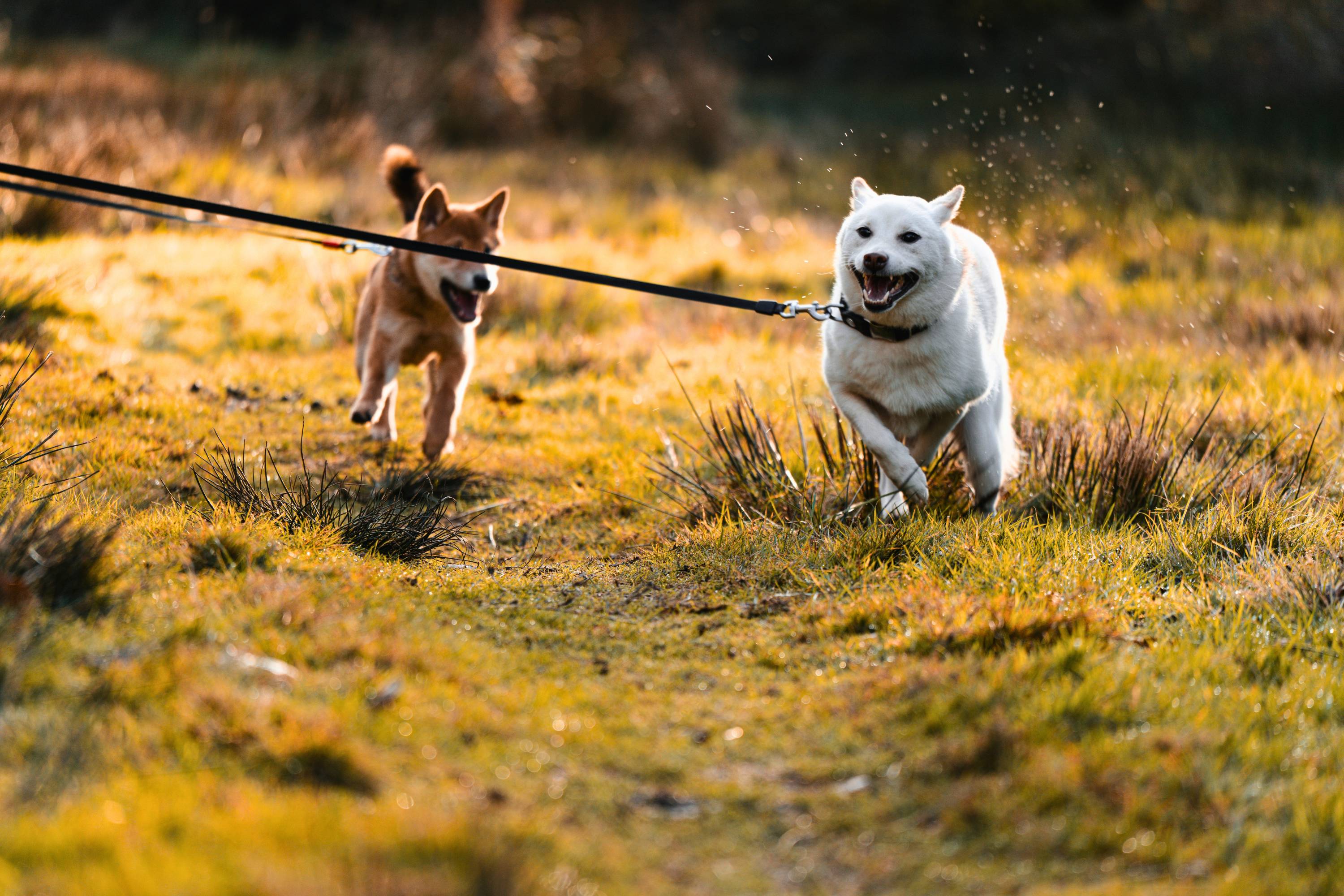 How to Stop Leash Reactivity: Complete Guide for Dog Owners – BravoWalk ...